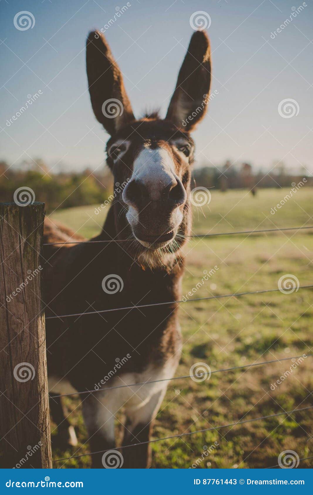 Hello stock image. Image of spring, donkey, country, hello - 87761443