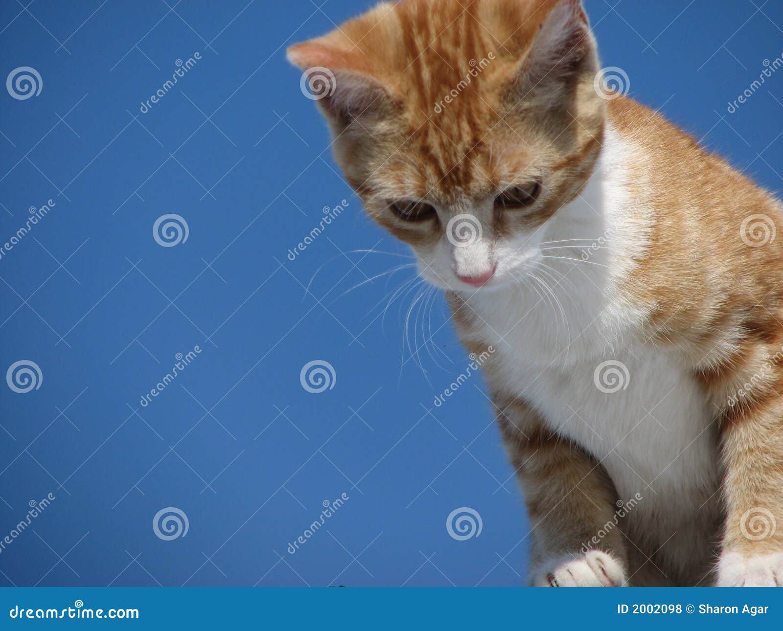 Hello Down There stock photo. Image of whiskers, meow - 2002098
