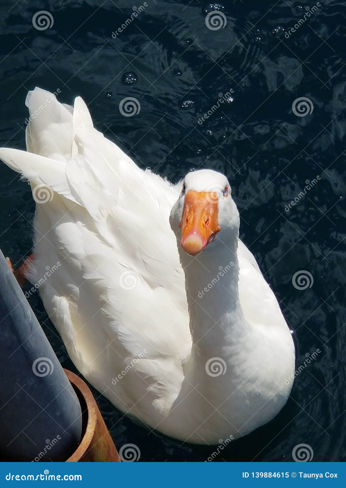 Hello stock image. Image of close, camera, goose, hello - 139884615