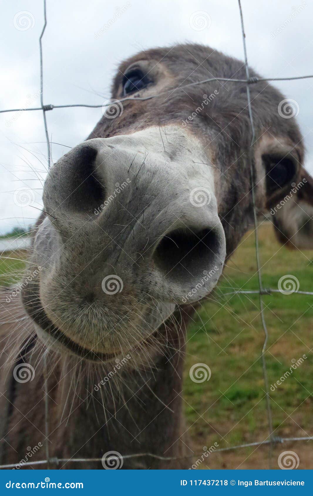 Donkey smiling stock photo. Image of hello, smiling - 117437218