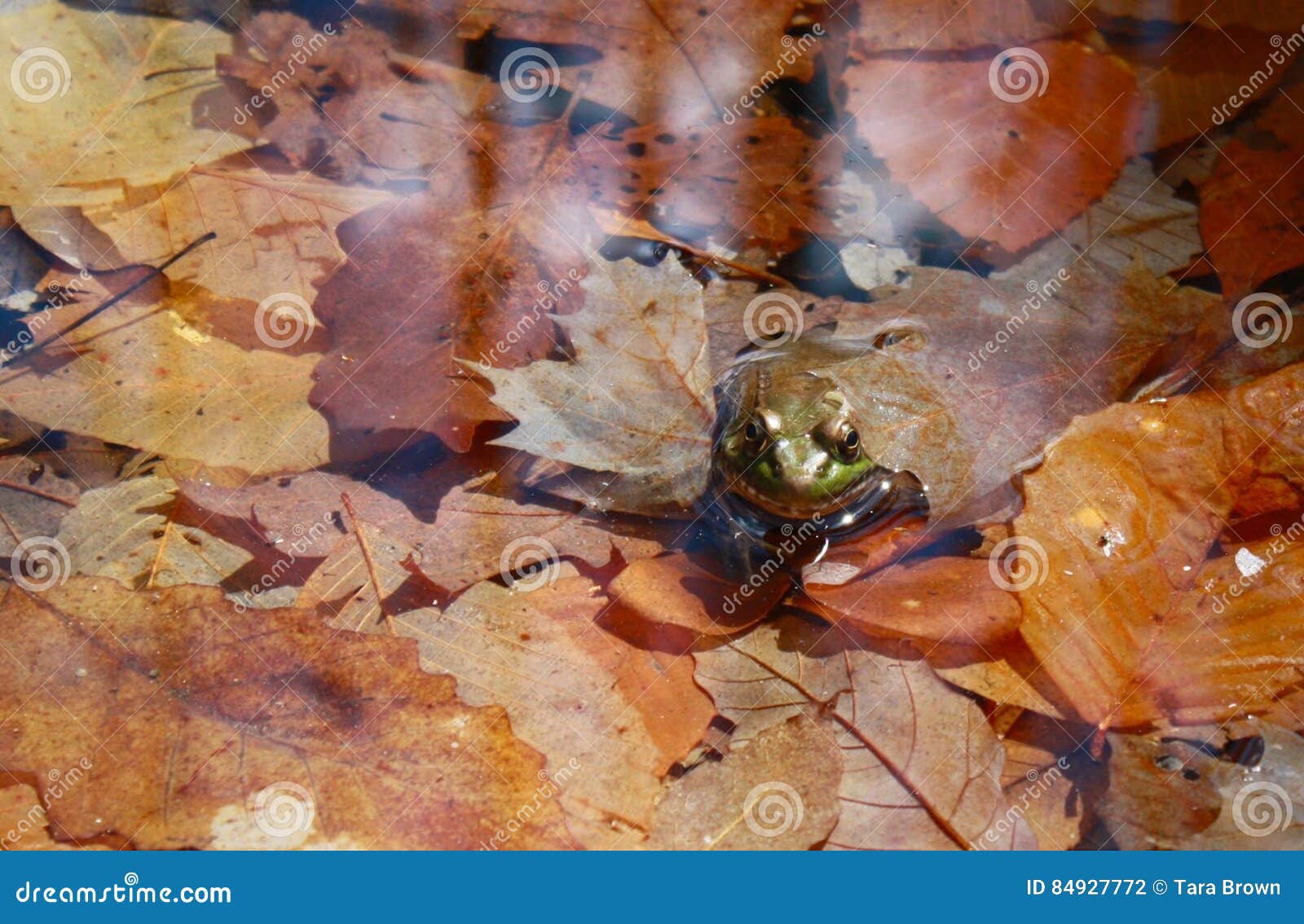 Hello Frog Royalty-Free Stock Image | CartoonDealer.com #84927772