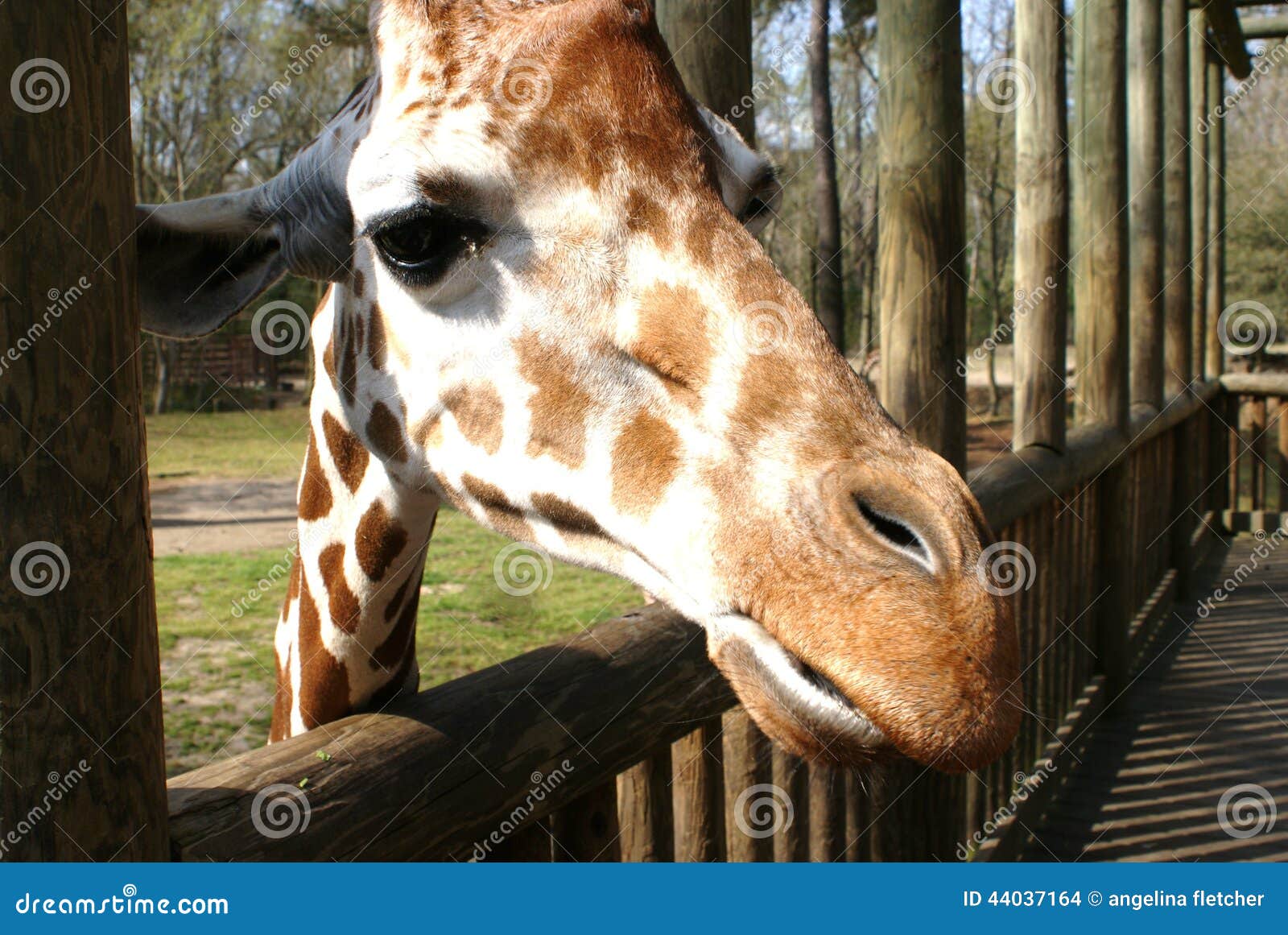 Hello stock photo. Image of giraffe, hello, close - 44037164