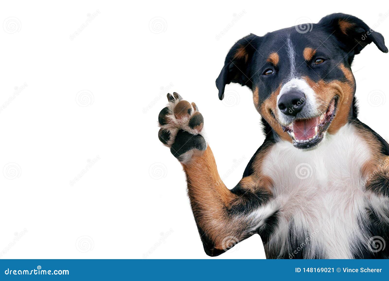 Hello Goodbye High Five Dog, Appenzeller Mountain Dog Stock Image ...