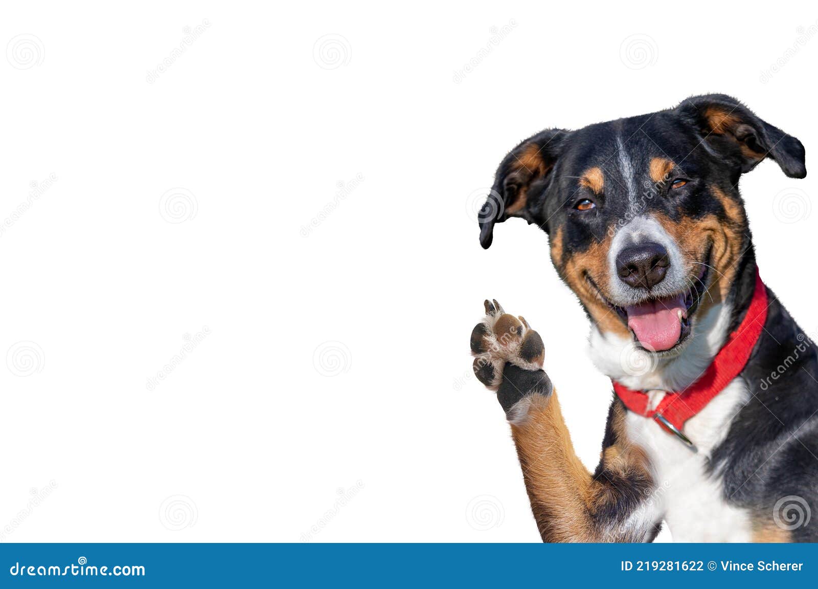 Hello Goodbye High Five Dog, Appenzeller Mountain Dog Stock Photo ...