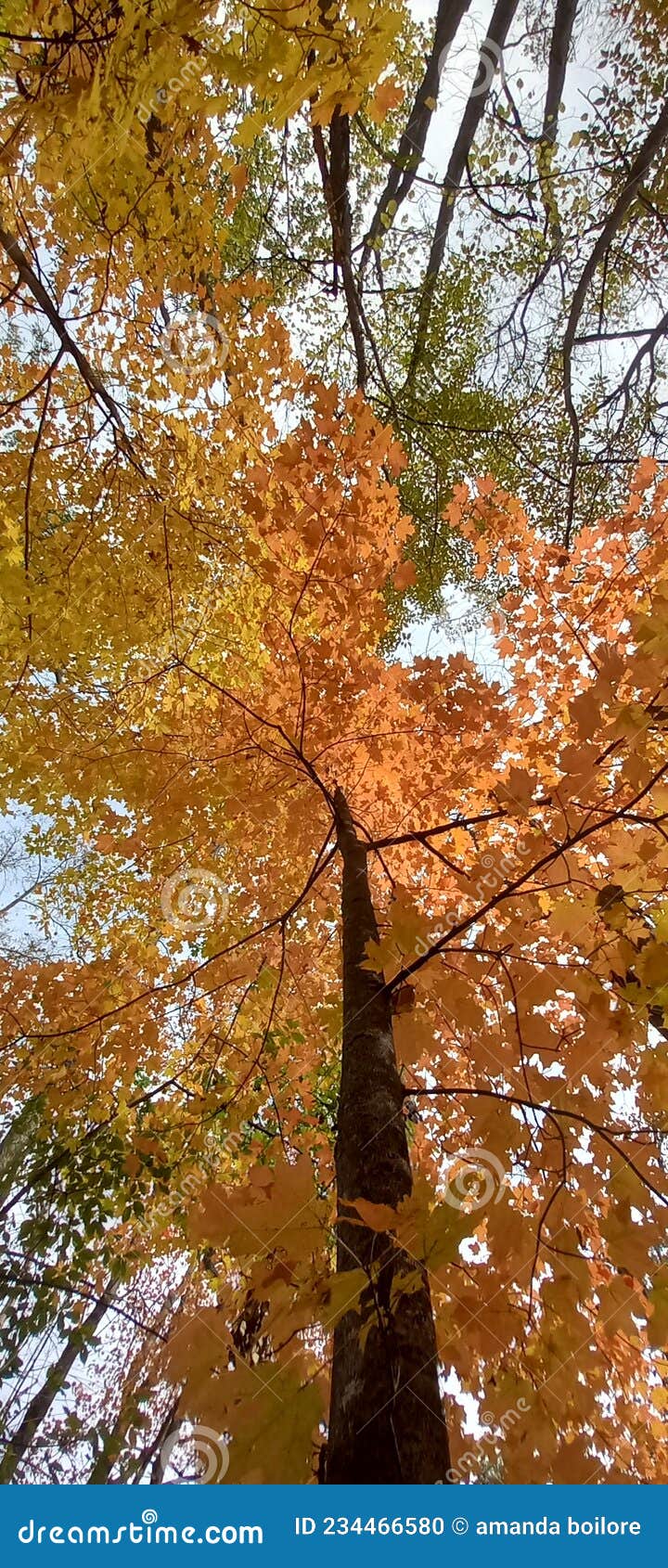 Hello gorgeous fall canopy stock photo. Image of blossom - 234466580