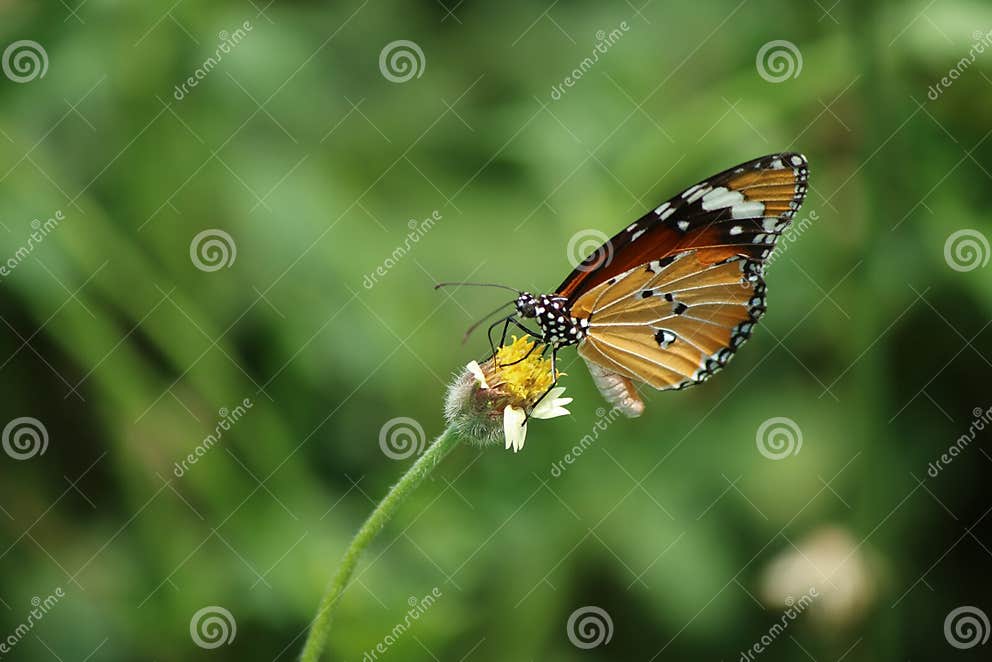 Hello Grass stock image. Image of butterfly, nature, work - 91580585