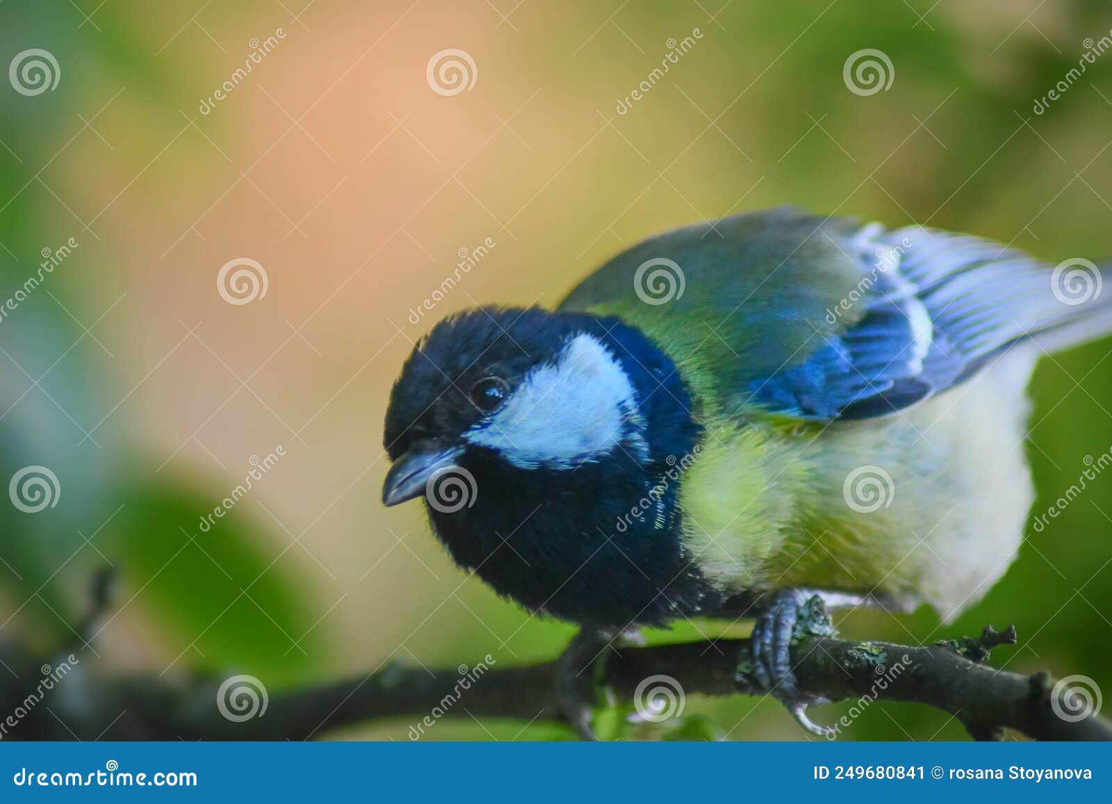 Hello green sparrow stock image. Image of parrot, beautiful - 249680841