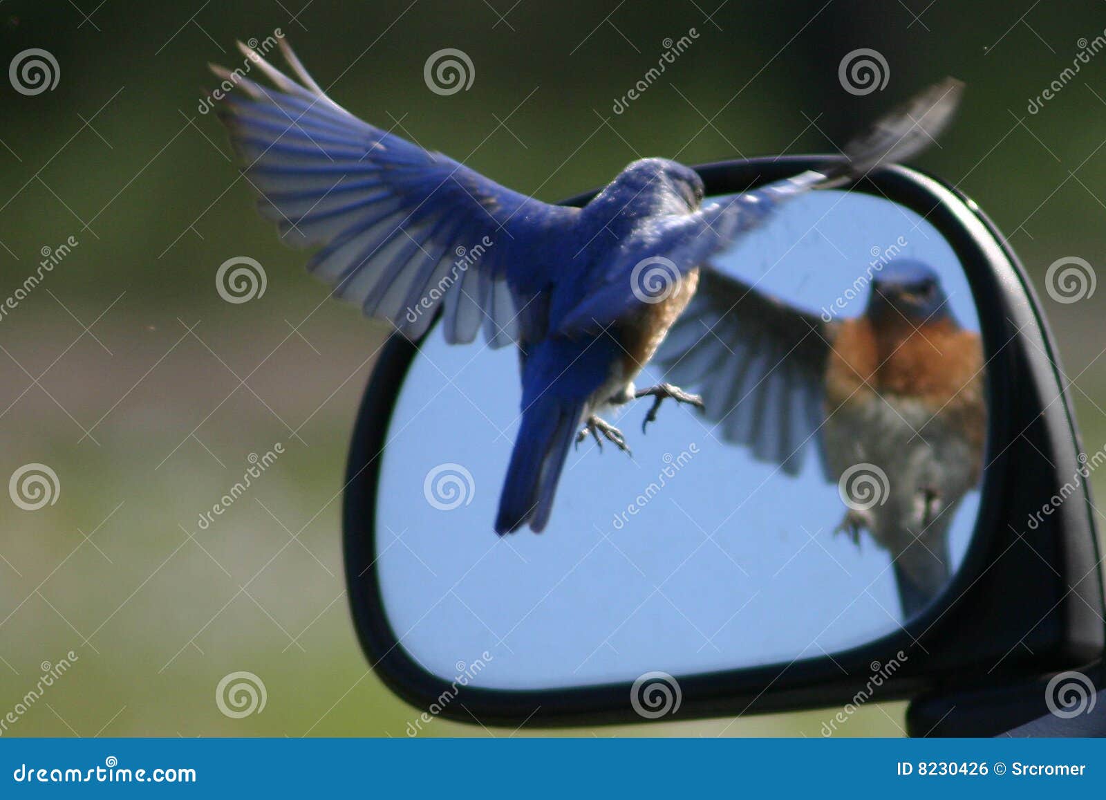 Hello Handsome stock photo. Image of male, reflection - 8230426