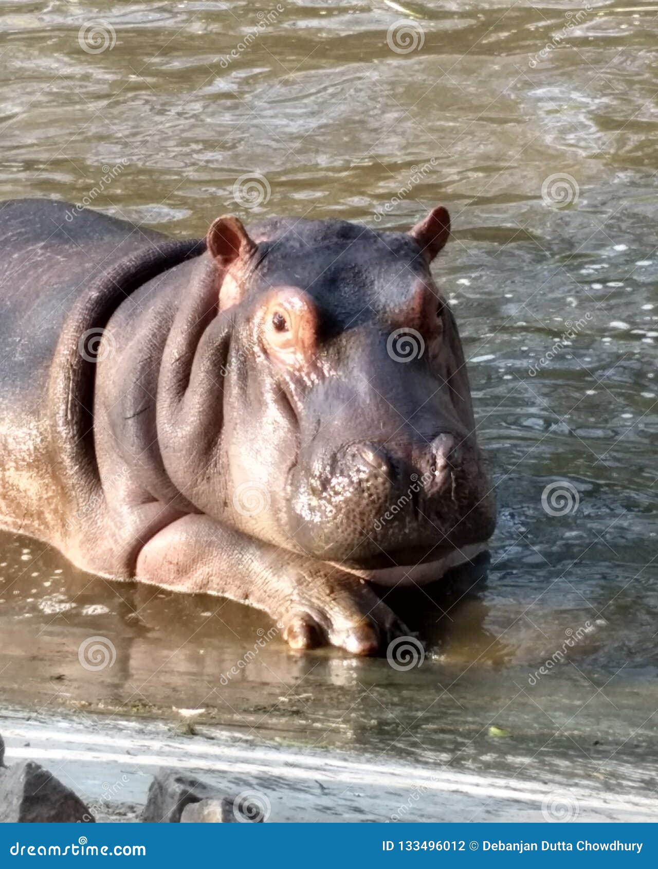 Hello Hippo stock photo. Image of forest, hippo, wildlife - 133496012