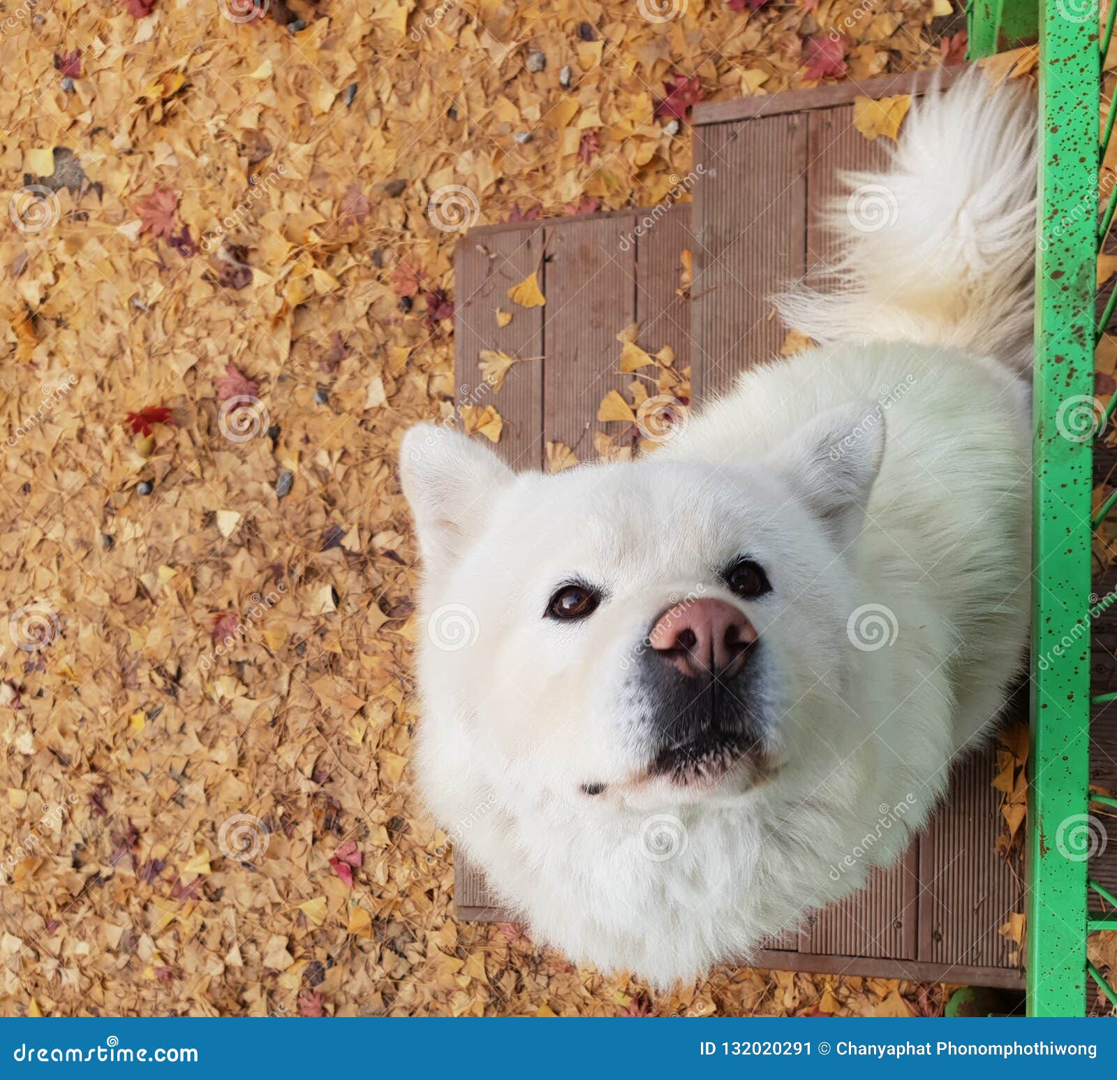 Hello Hooman stock image. Image of korean, hello, cute - 132020291 Hello Hooman stock image. Image of korean, hello, cute - 132020291