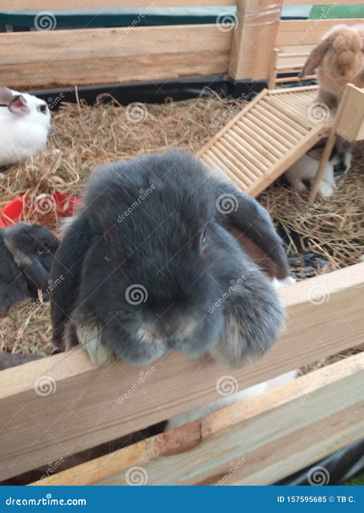 Hello hooman stock image. Image of hooman, black, hello - 157595685 Hello hooman stock image. Image of hooman, black, hello - 157595685