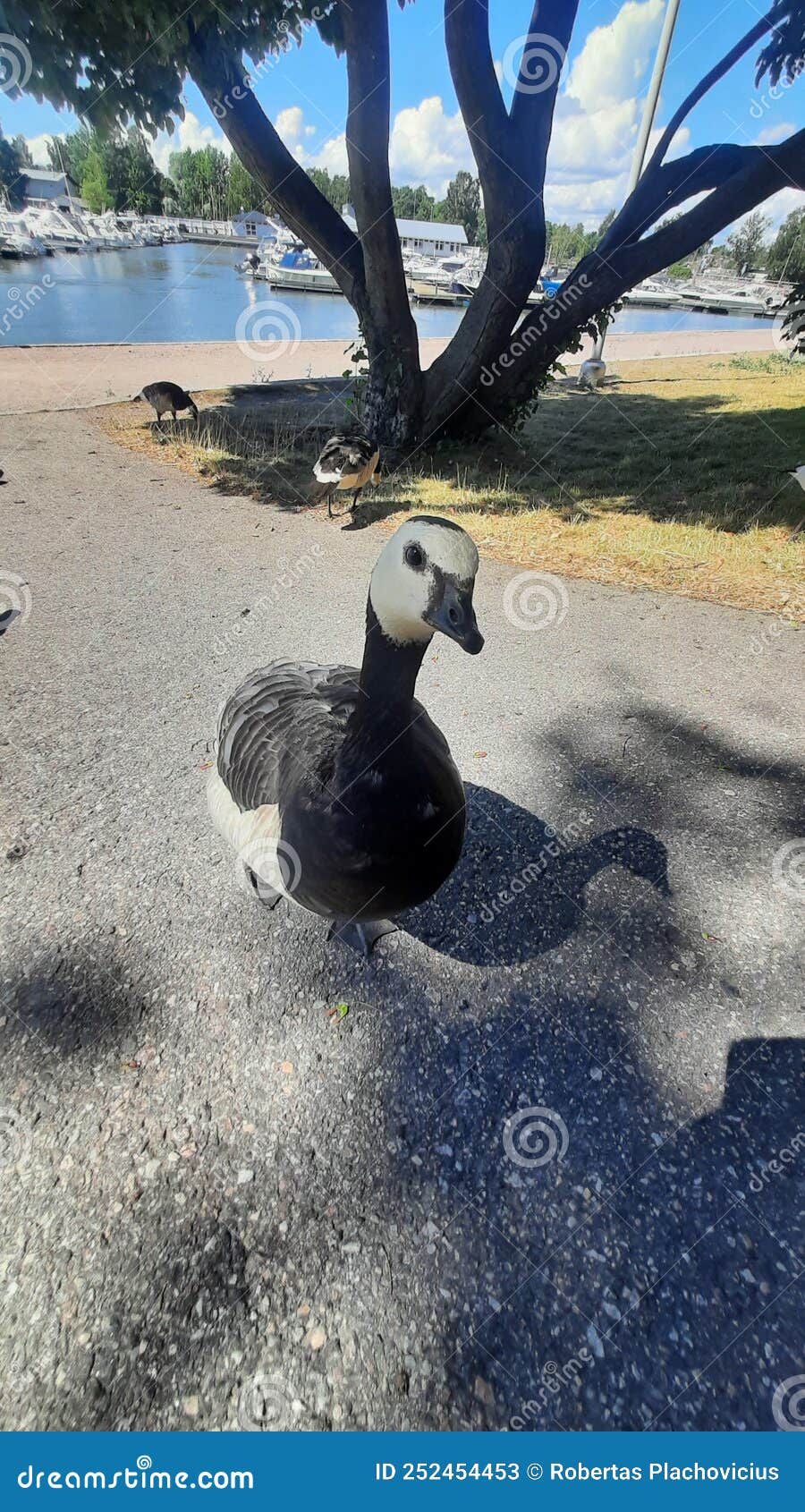 Hello,i am duck stock image. Image of seabird, bird - 252454453