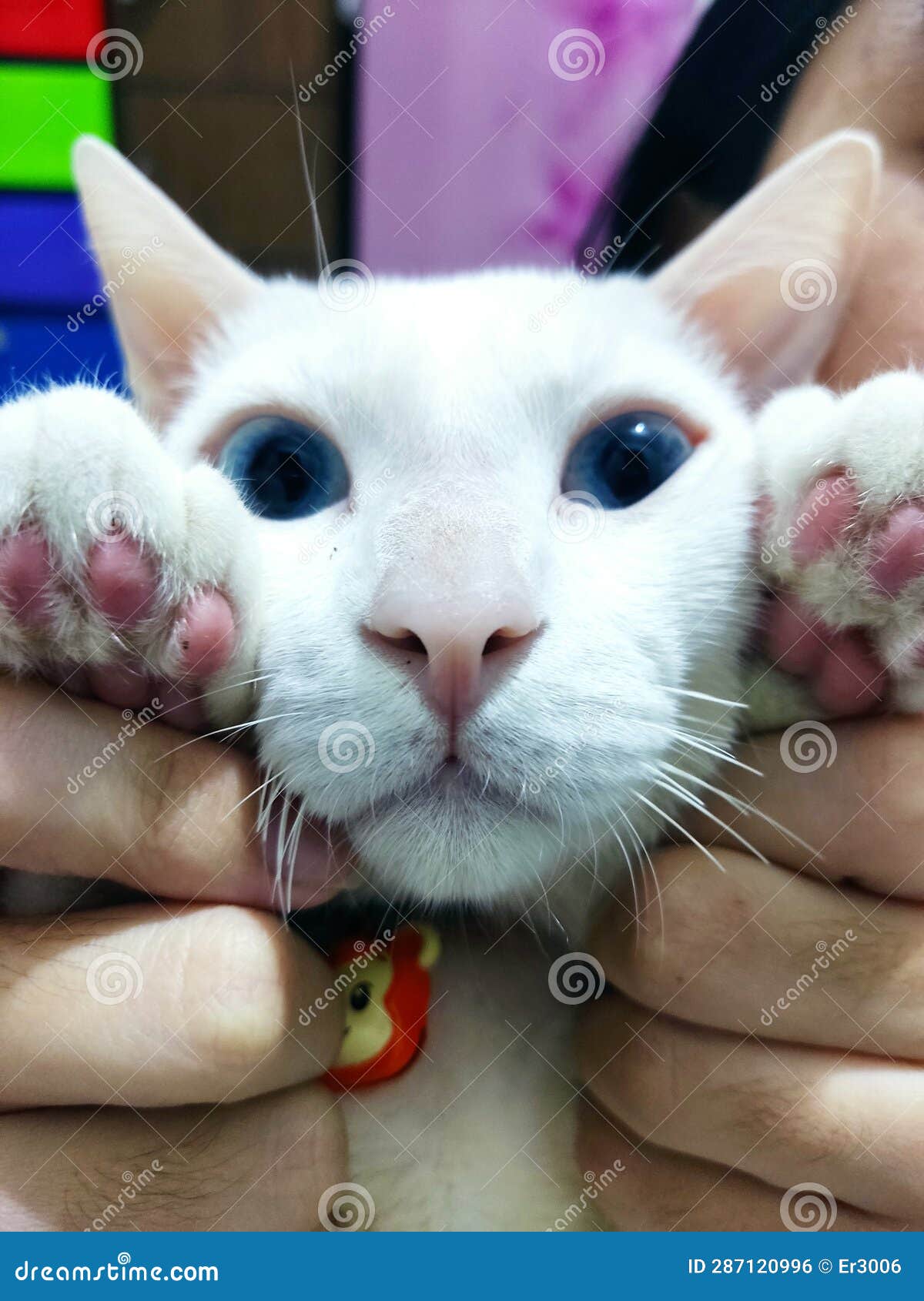 Hello, I show you my paw stock photo. Image of show - 287120996