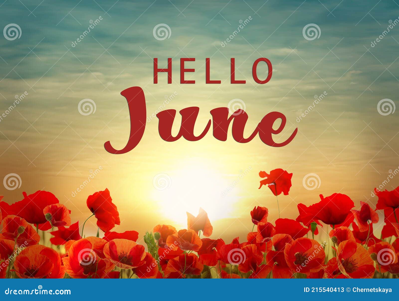 Hello June. Beautiful Red Poppy Flowers at Sunset Stock Image - Image ...