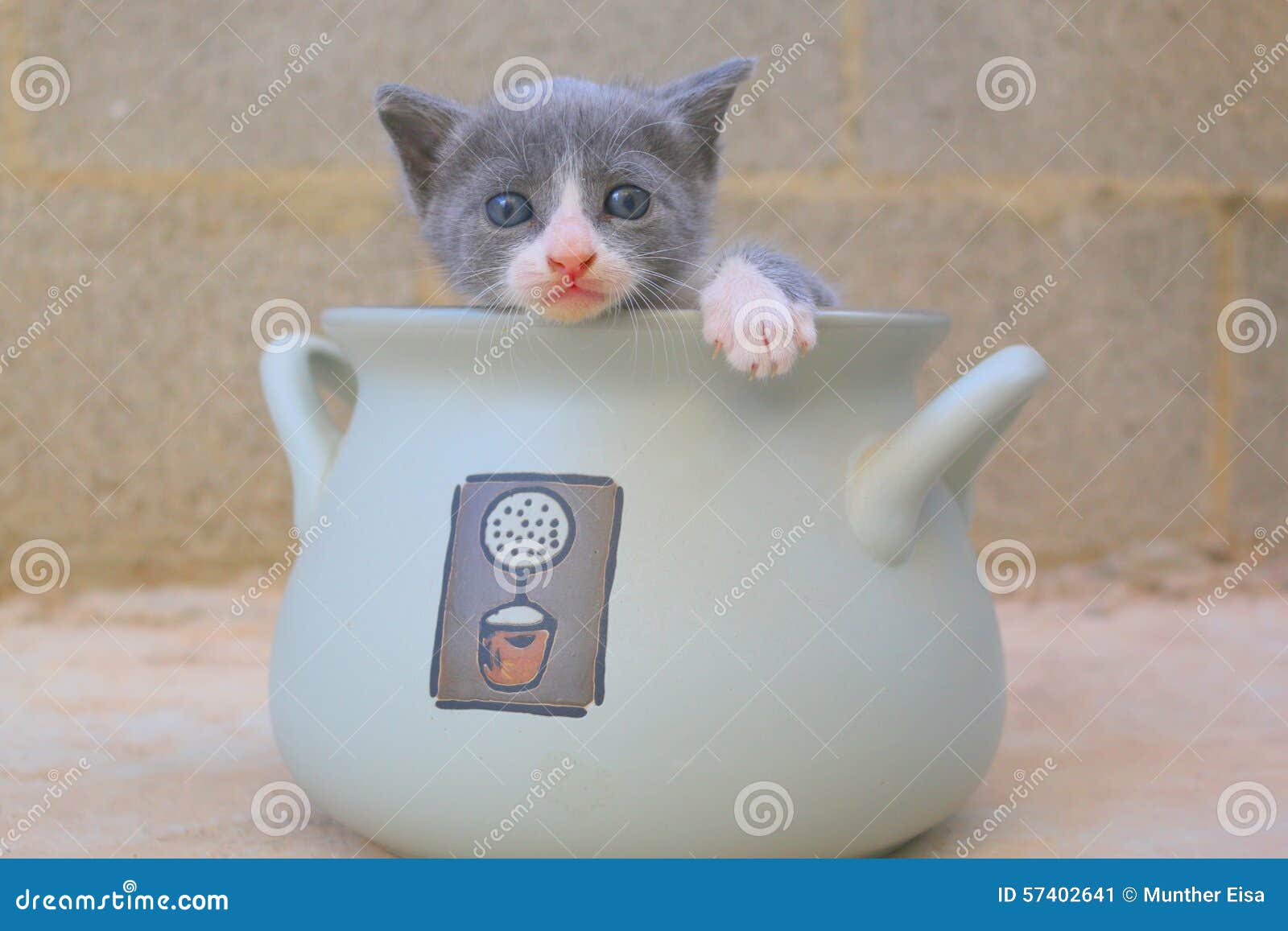 Hello kitty stock image. Image of grey, face, eyes, kitten - 57402641