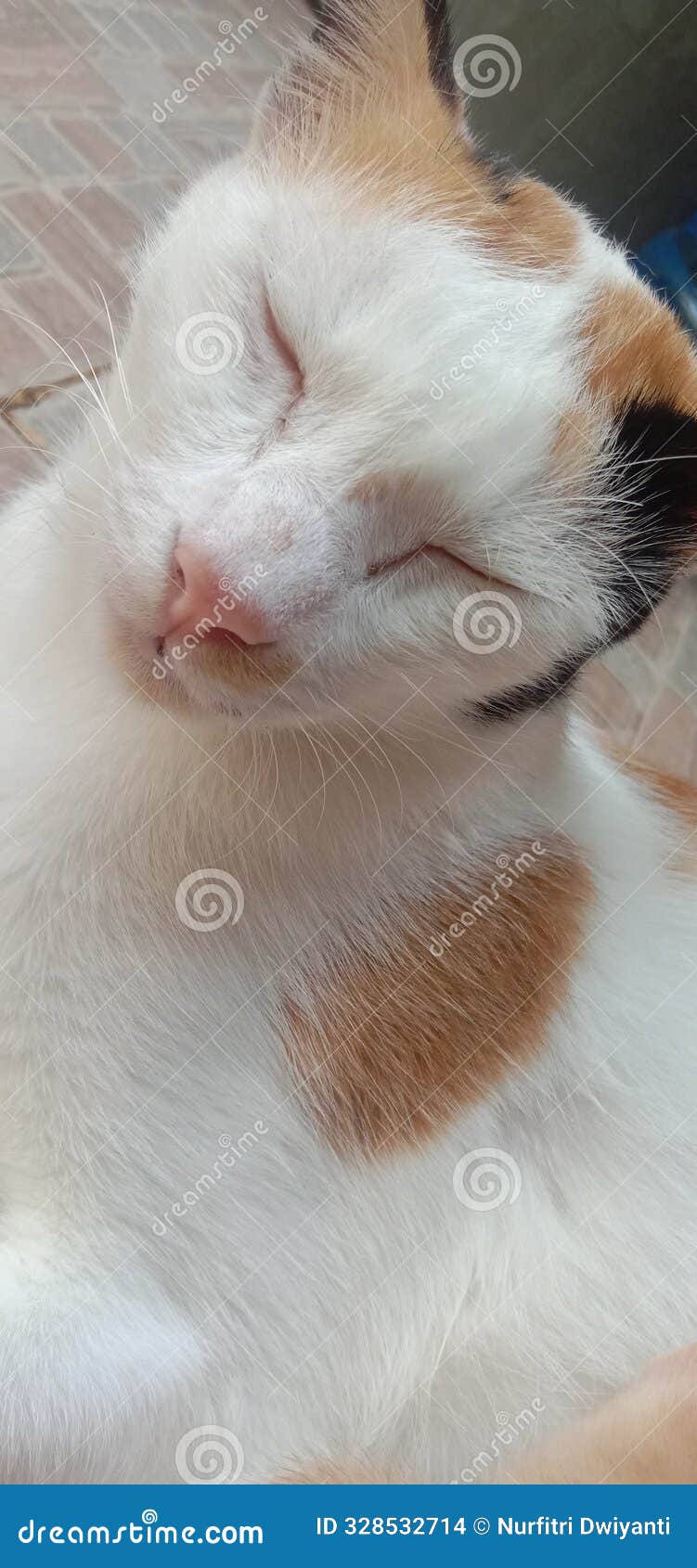 Hello Kitty, are You Sleeping Stock Photo - Image of sleep, sleeping ...