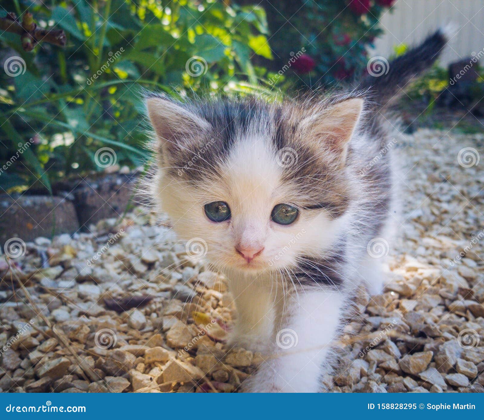 Hello little cat stock image. Image of kitten, wildcat - 158828295