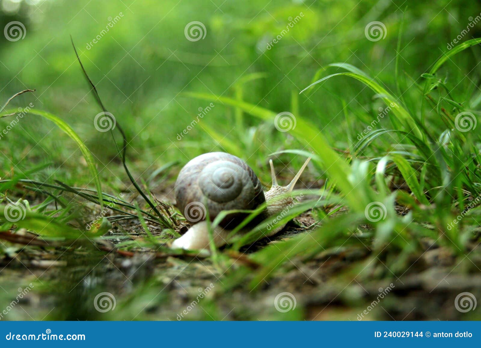 Hello little creature. stock photo. Image of grass, lawn - 240029144