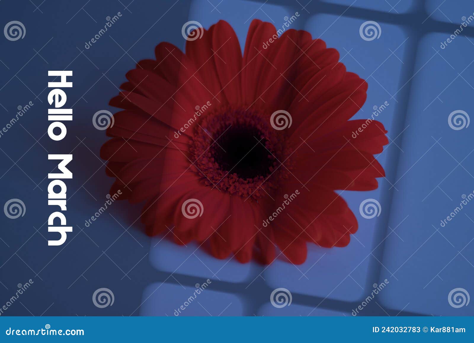 Hello March Background with Gerbera Flower Stock Image - Image of ...