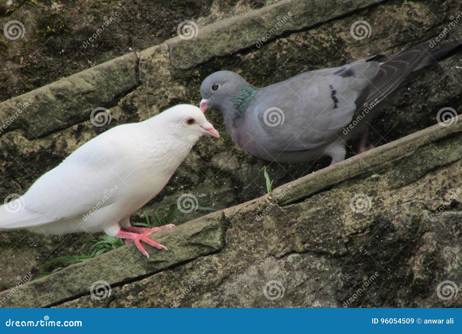 Hello mate stock image. Image of love, birds, food, hello - 96054509