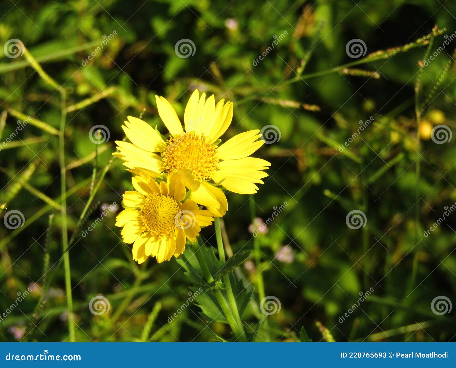 Hello mellow Yellow stock image. Image of bellow, herb - 228765693