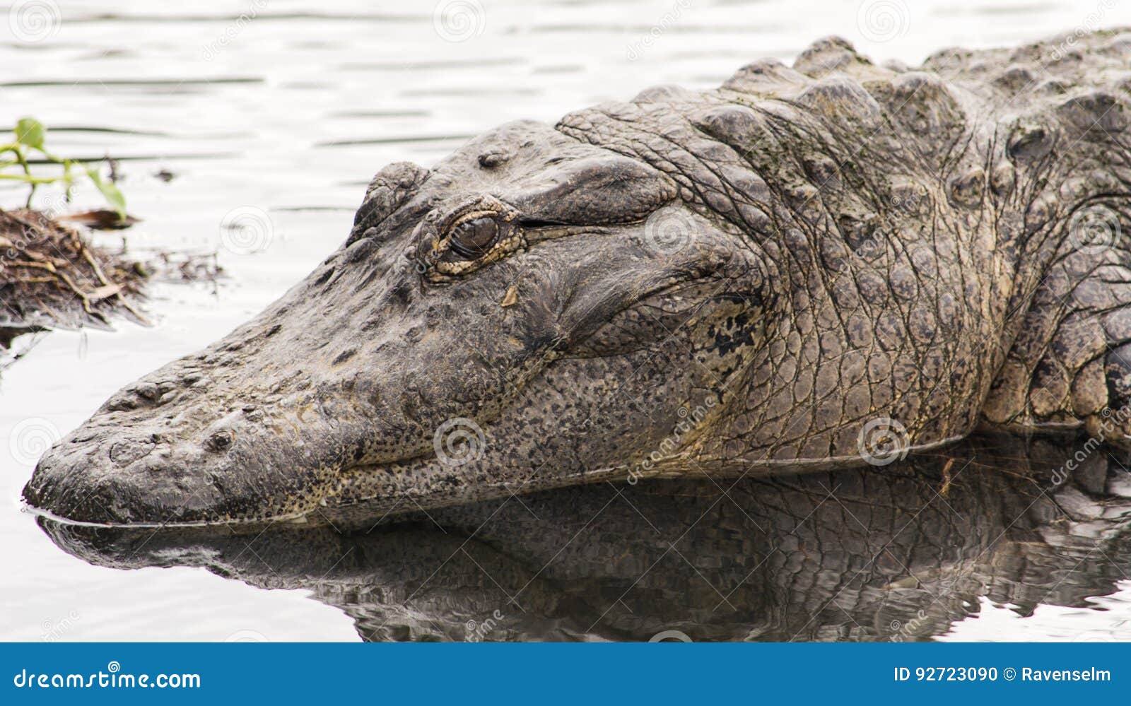 Hello Mr Gator stock photo. Image of wildlife, soft, detail - 92723090