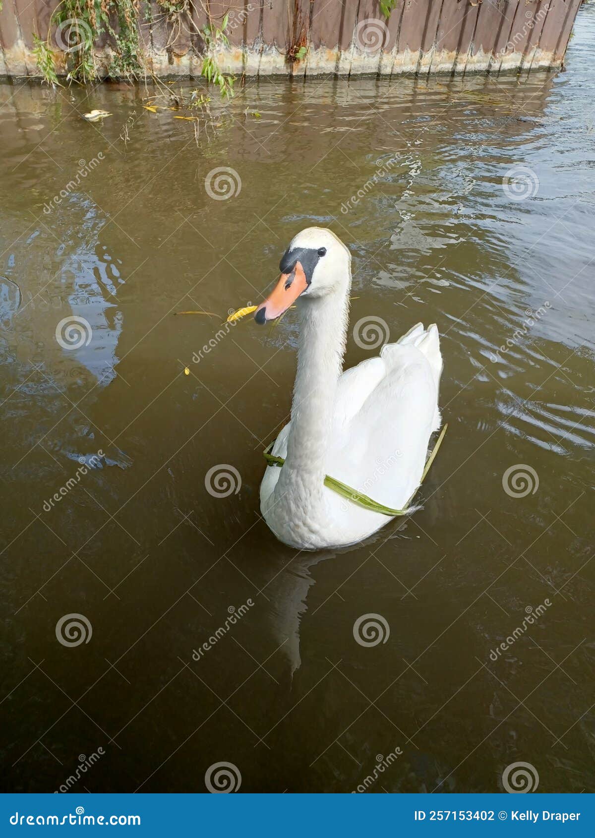 Hello Mr Swan on the Canal Birds Stock Photo - Image of birds, swan ...