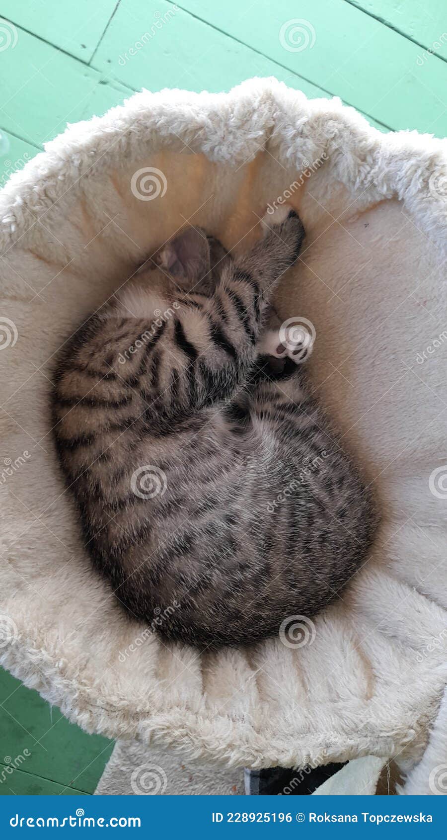 Hello my little boy stock photo. Image of litt5, mammal - 228925196