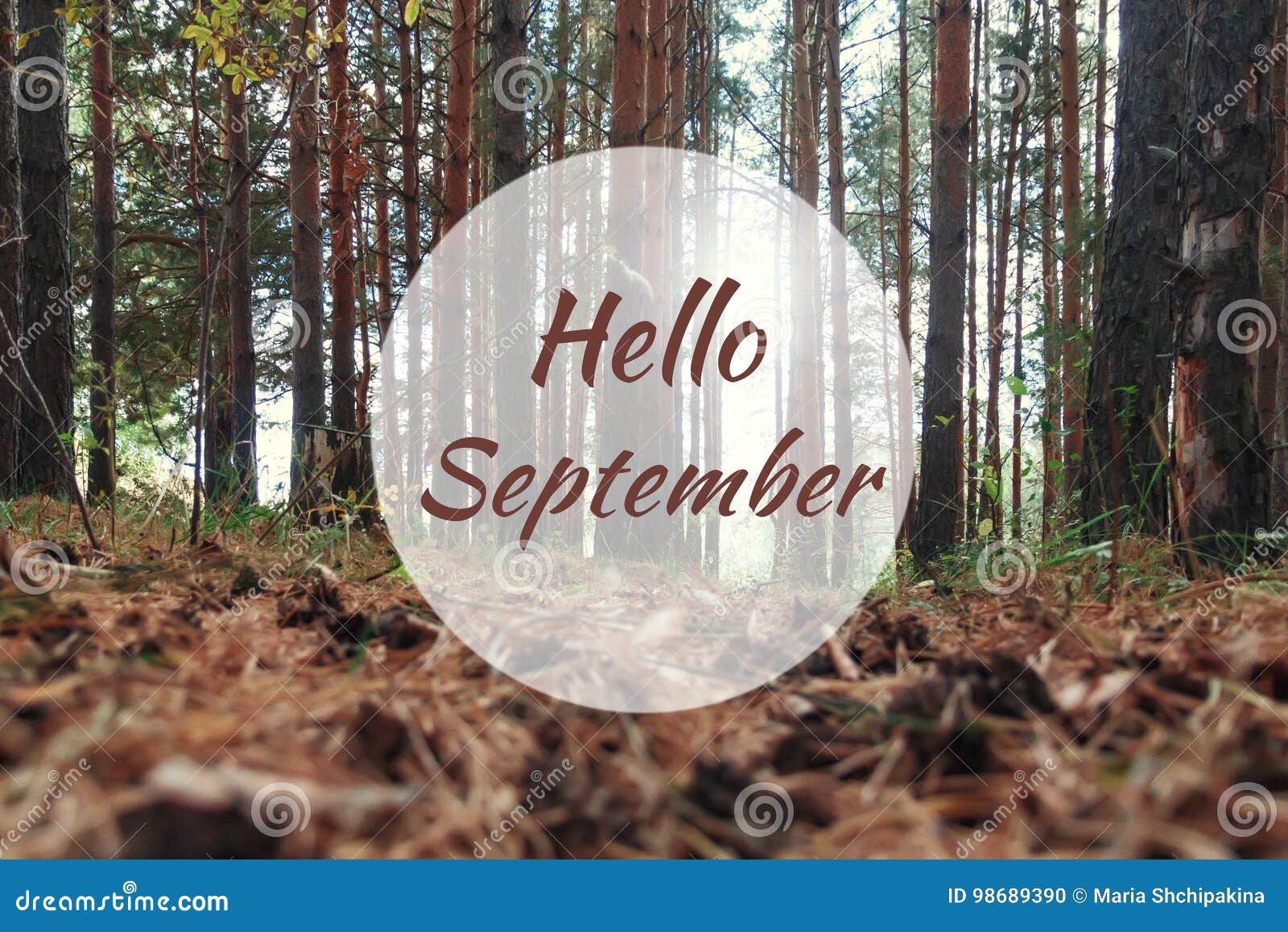 Hello September Greeting Card with Pine Trees in Background Stock Photo ...