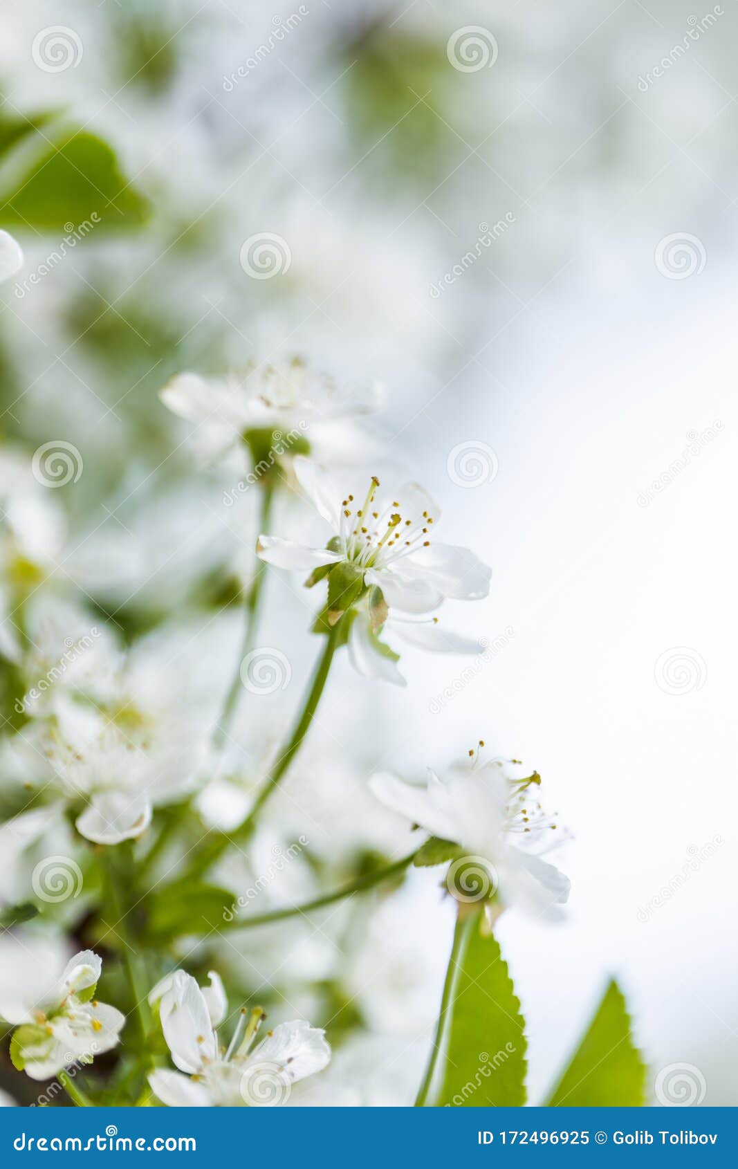 Spring tree blossoms stock image. Image of beauty, green - 172496925