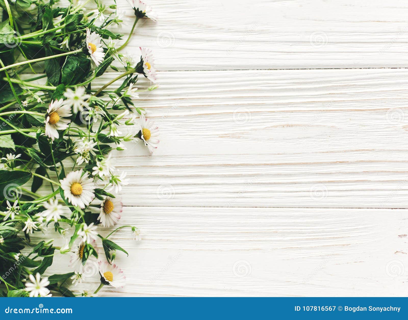 Hello Spring Flat Lay. Beautiful Daisy Flowers with Greenery on Stock ...