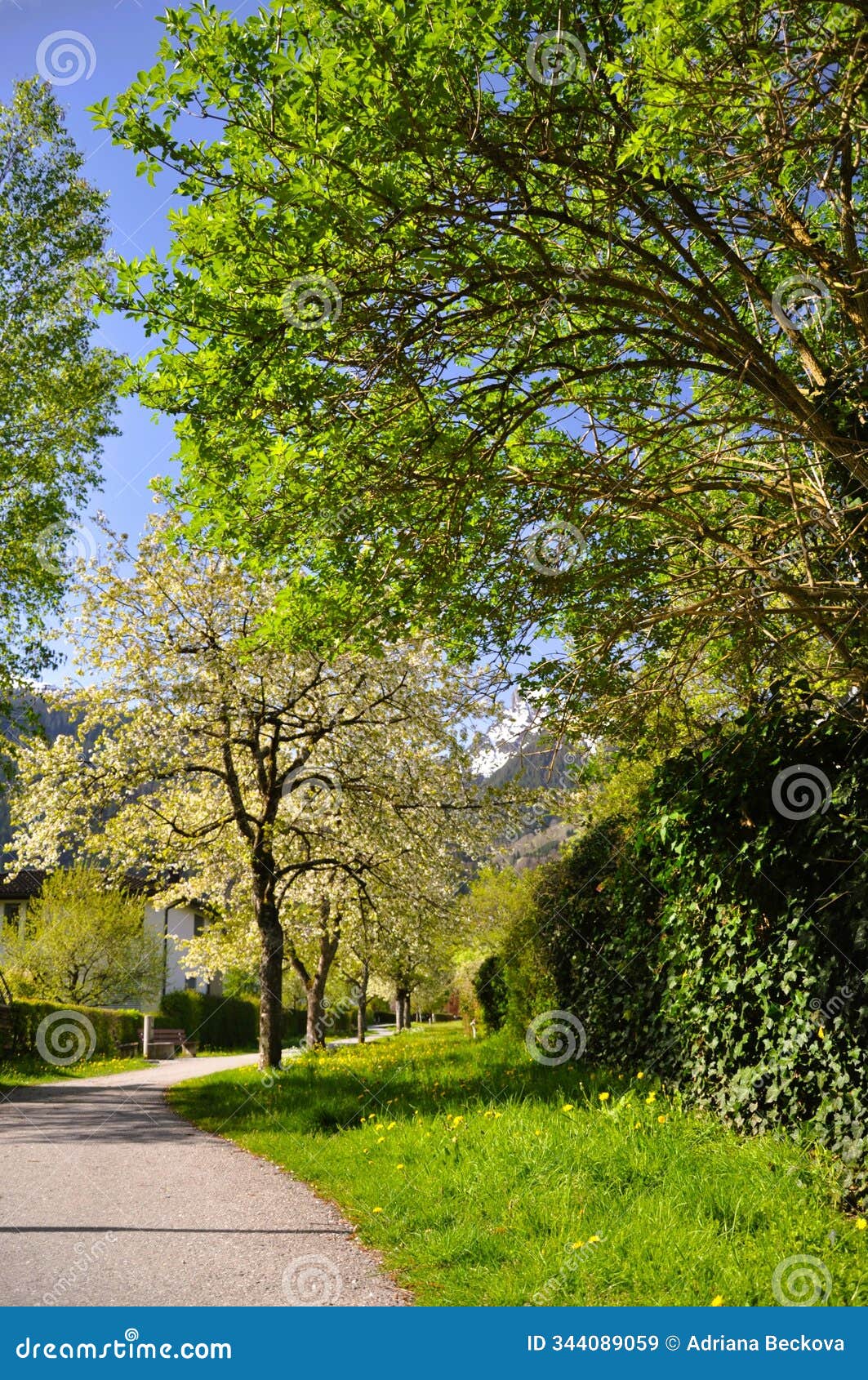 Blooming Trees - Hello Spring Stock Image - Image of blooming, april ...