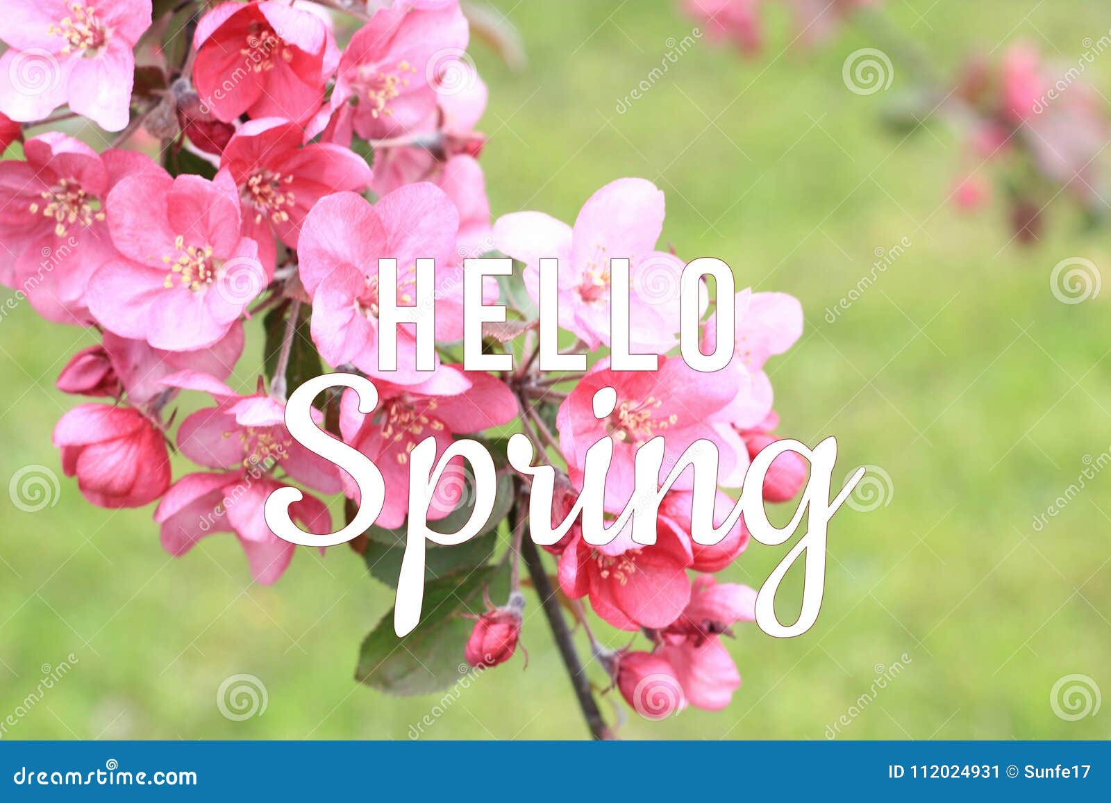 Hello Spring Text on Blooming Tree Branch Background Stock Image ...