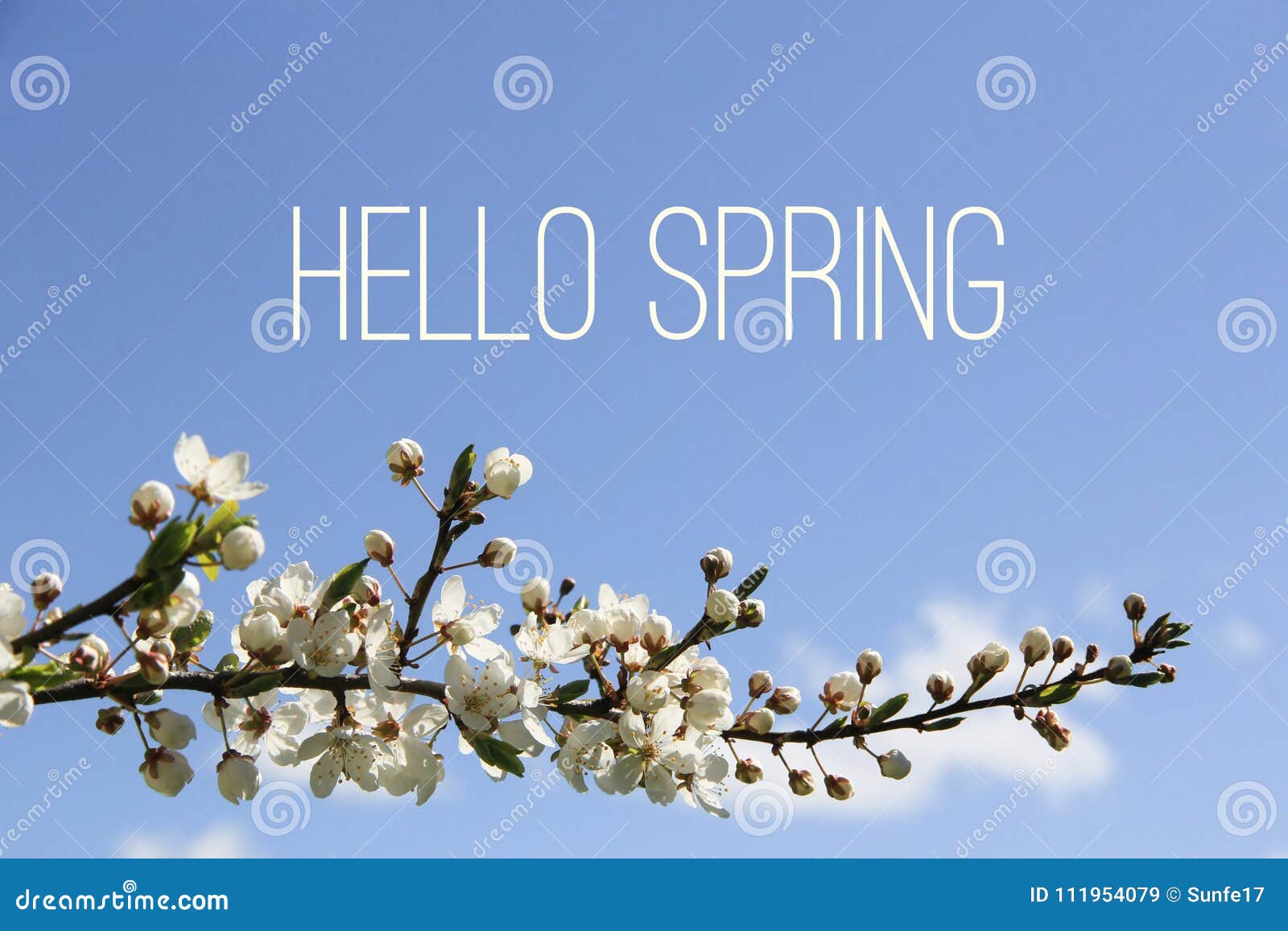 Hello Spring Text and Blooming Tree Branch on Blue Sky Background Stock ...