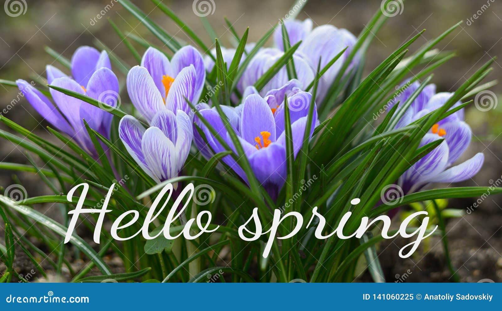 Hello Spring Text and Crocuses Stock Image - Image of crocuses ...