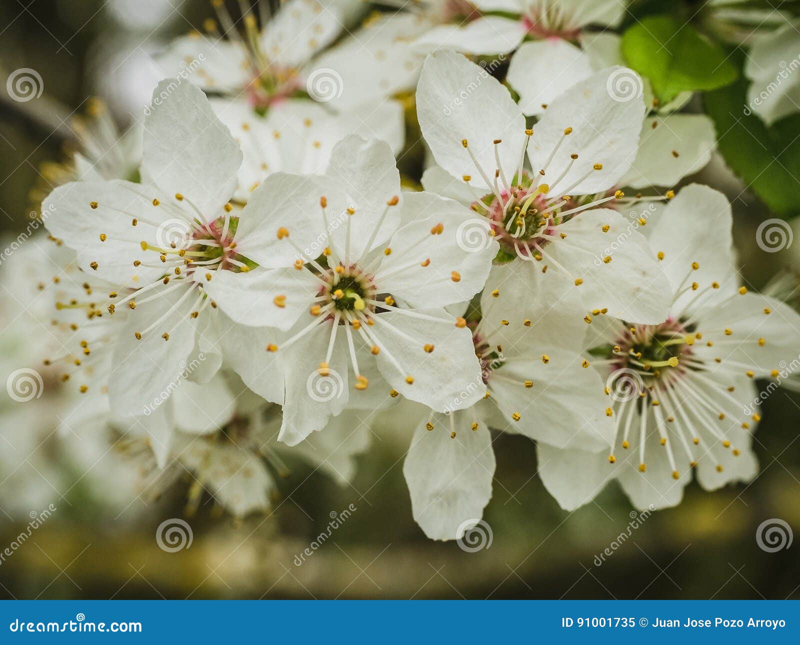Hello the spring. stock image. Image of white, leaf, petal - 91001735