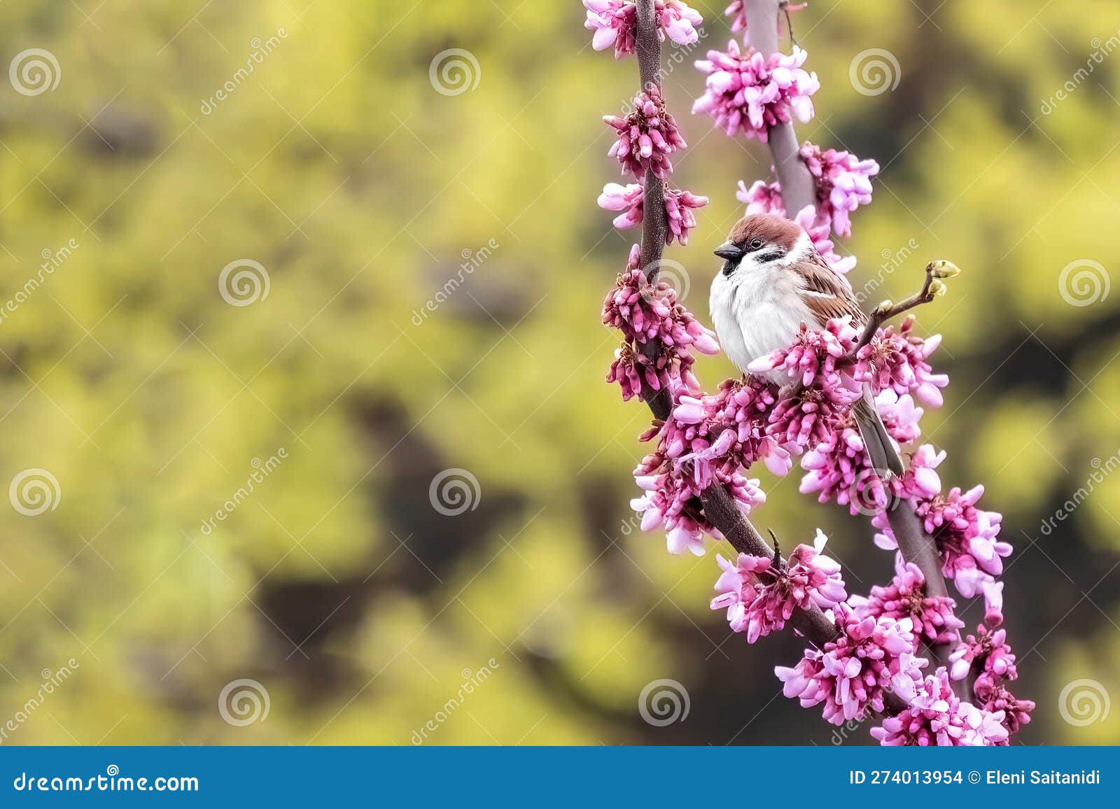 Hello Spring from Tree Sparrow Small Bird Sitting on the Red Buds Judas ...