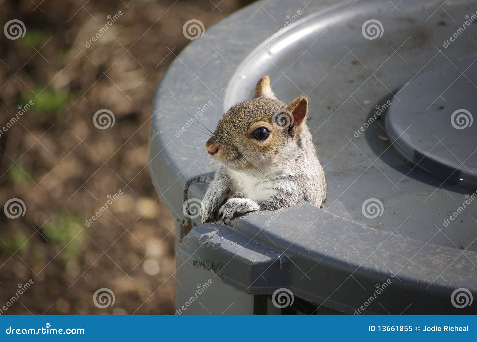 Hello, Squirrel stock image. Image of destructive, life - 13661855