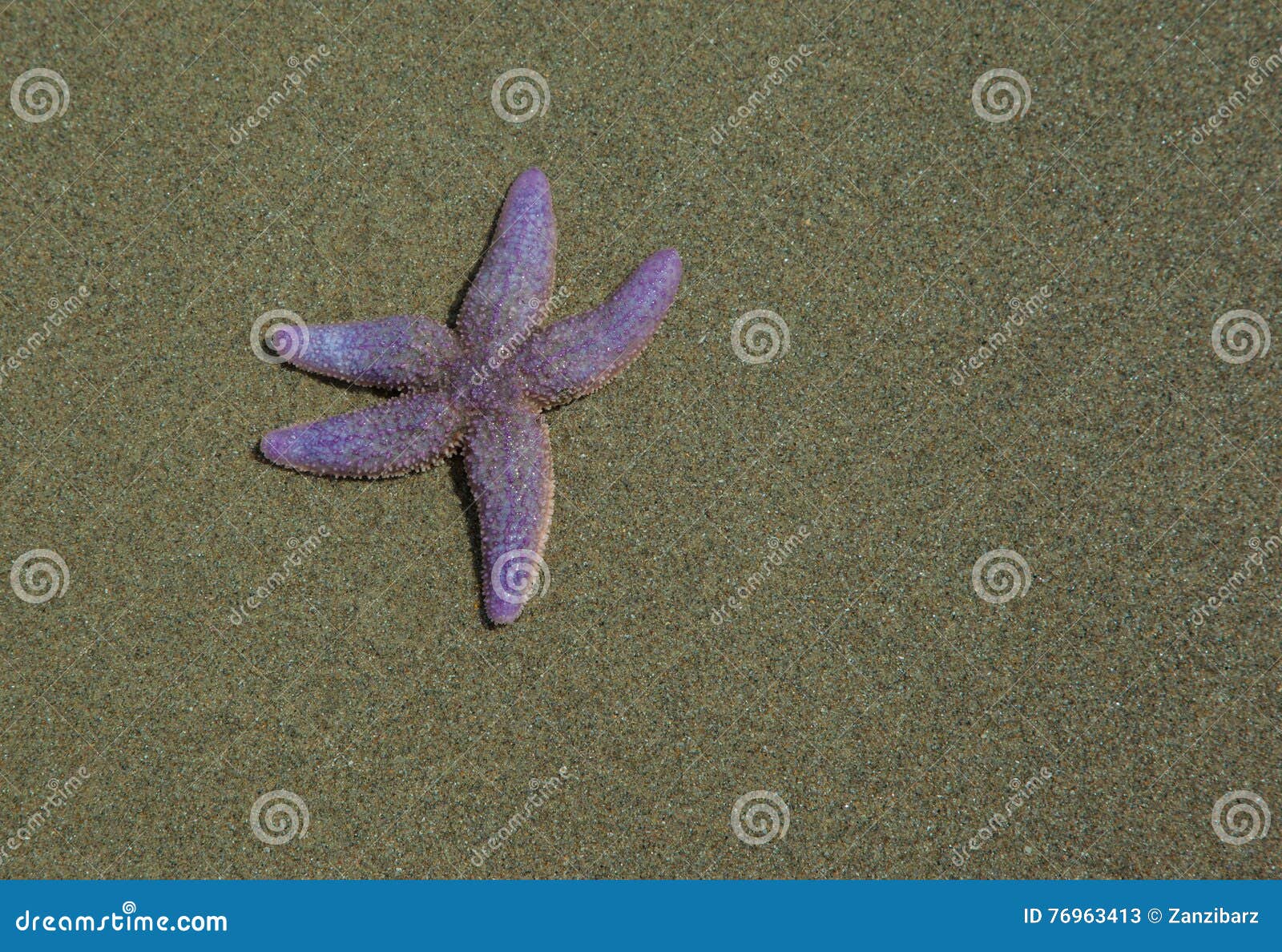 Hello Starfish Isolated on Beach Stock Image - Image of beauty, fish ...
