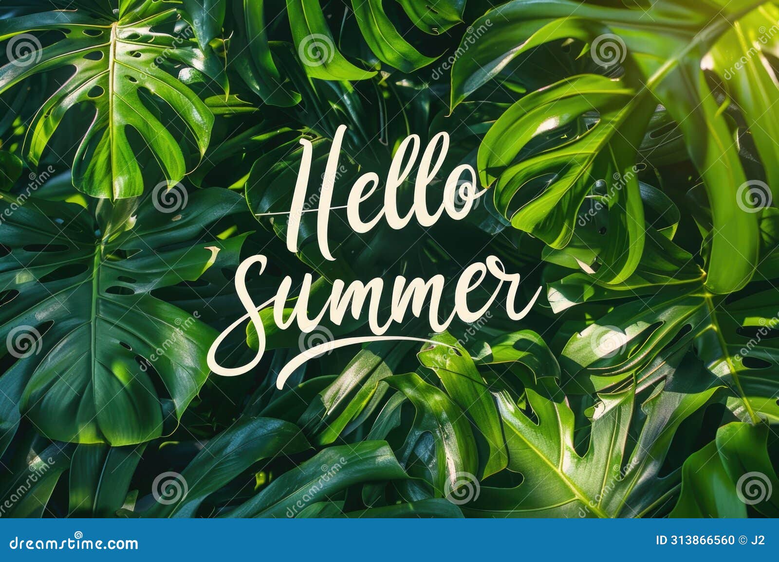 Hello Summer Message with a Backdrop of Lush Green Monstera Leaves ...