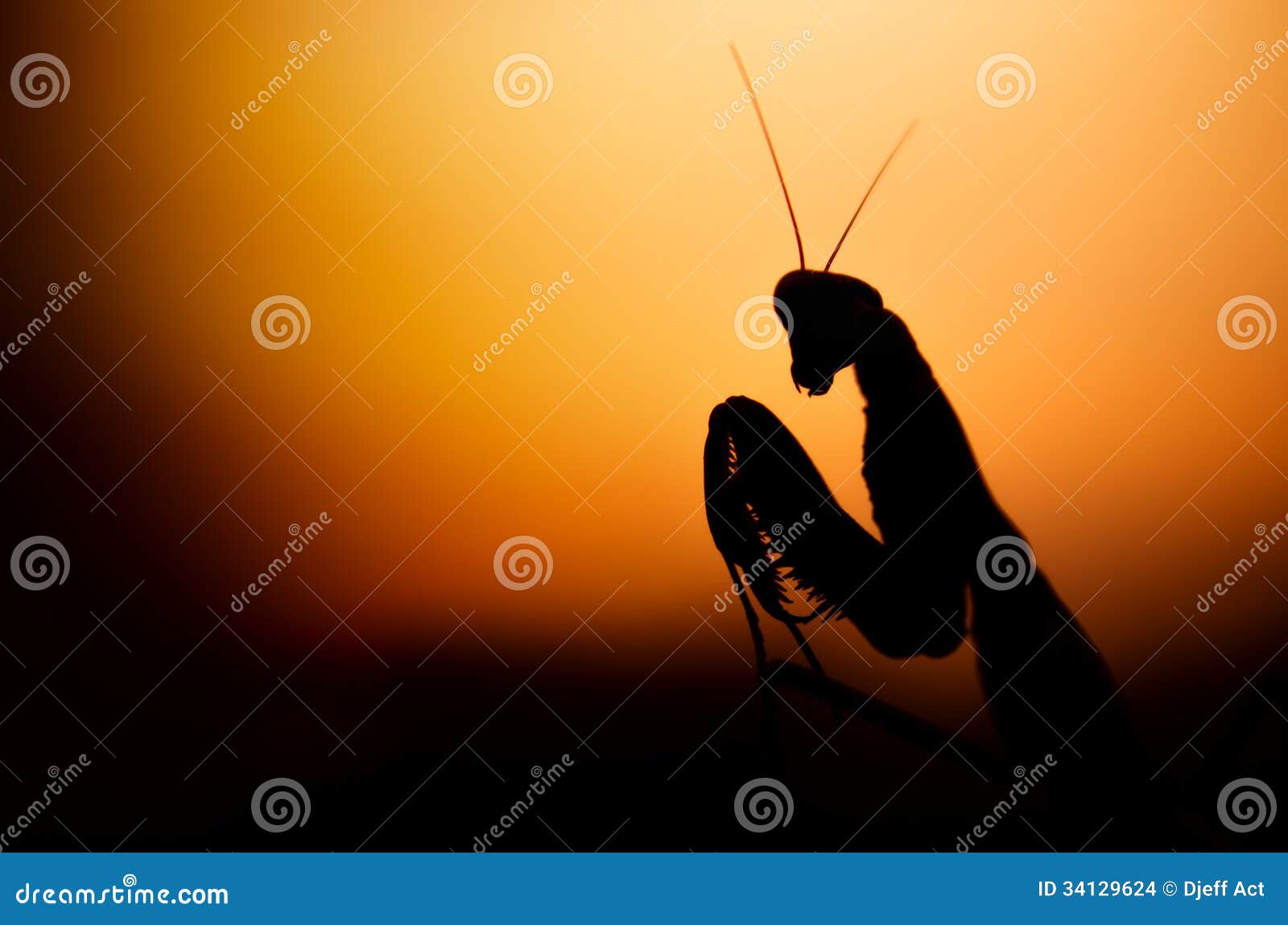 Hello sunset stock photo. Image of mantis, objects, sunsets - 34129624