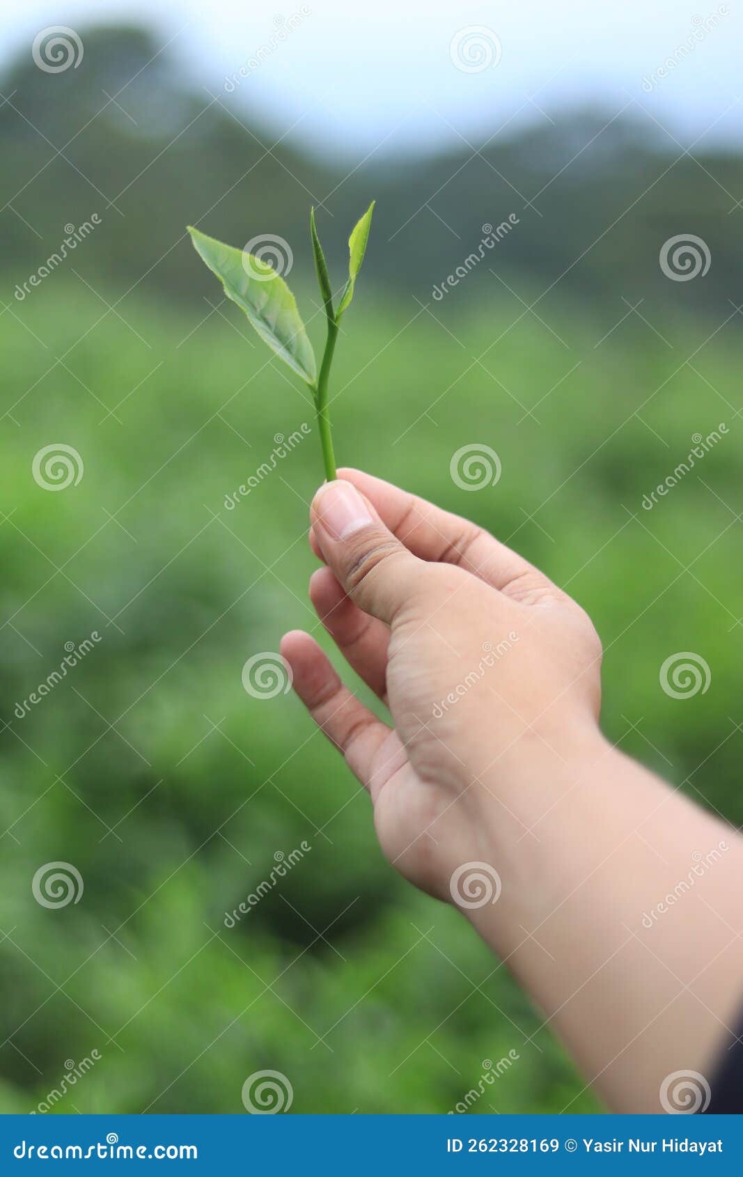 Hello tea leaf stock image. Image of grass, nature, tree - 262328169
