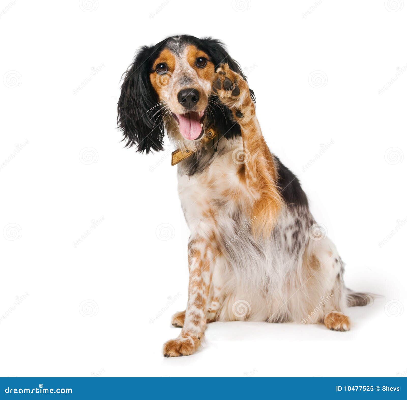 Hello there! stock image. Image of white, breed, trained - 10477525