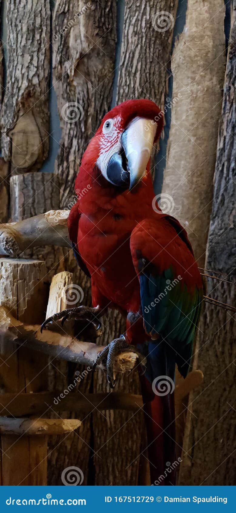 Hello there look at me stock image. Image of bird, look - 167512729