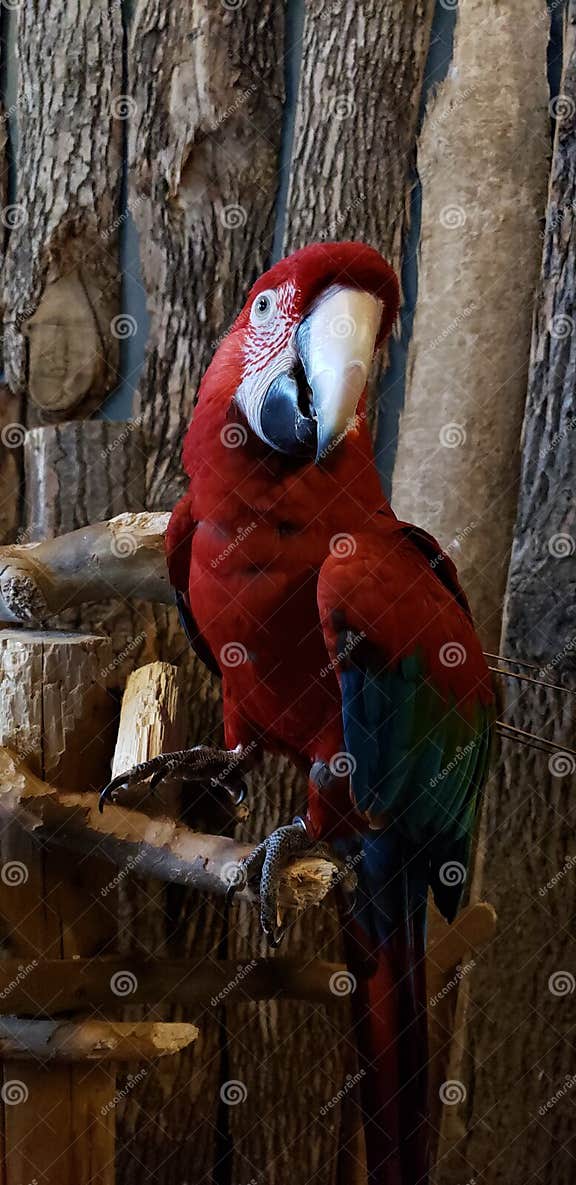 Hello there look at me stock image. Image of bird, look - 167512729