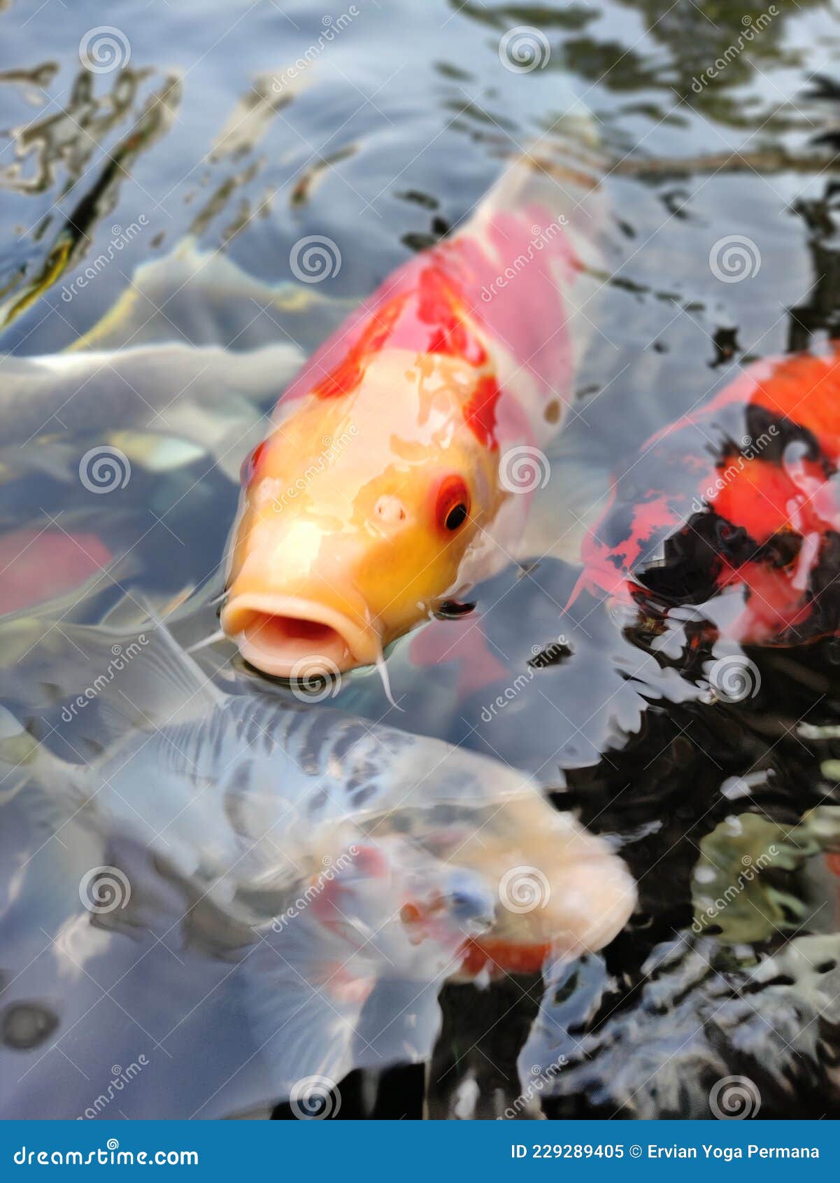 Hello from Underwater Koi Fish Stock Image - Image of autumn, plant ...