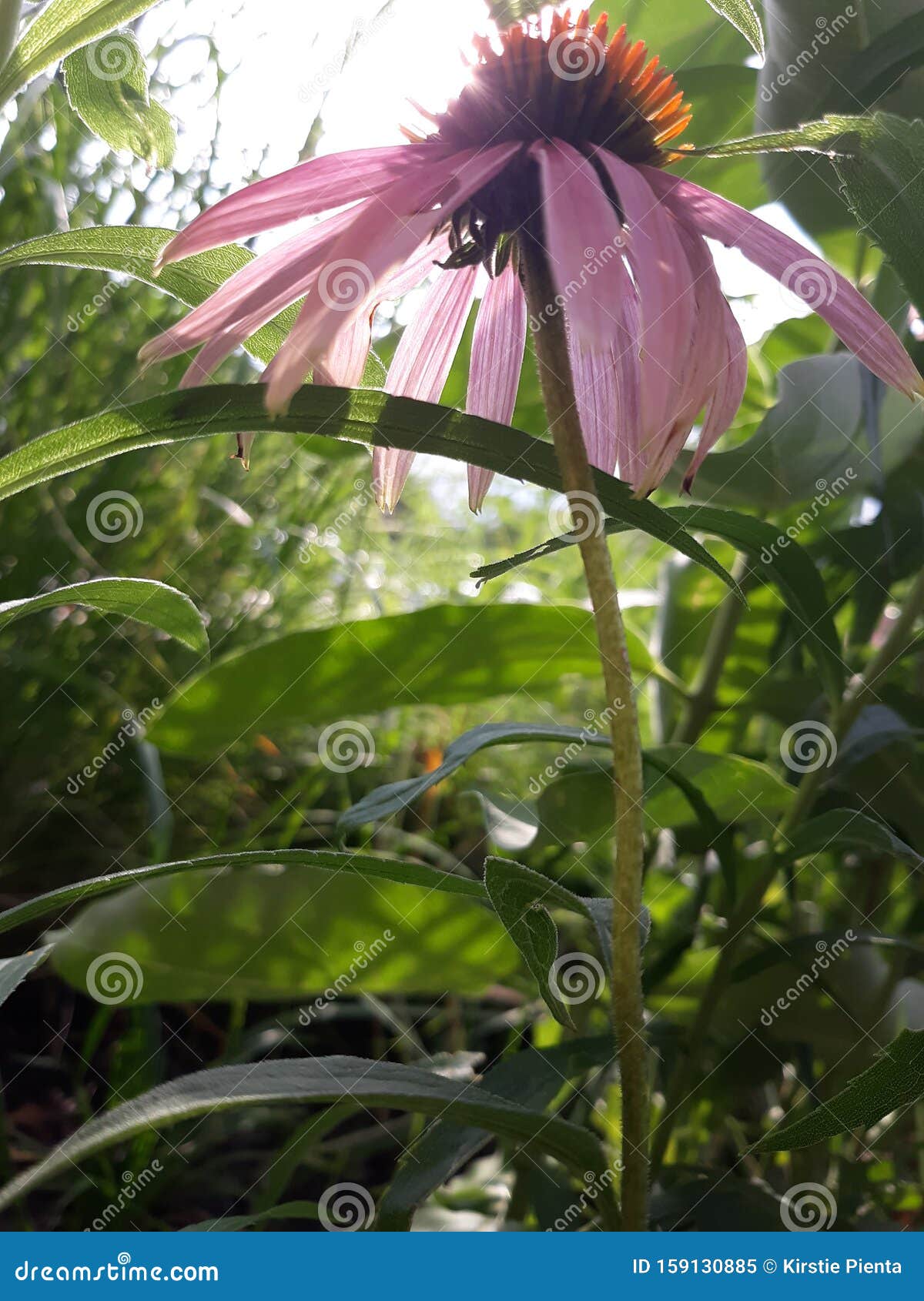 Hello up there. stock image. Image of nature, daisy - 159130885