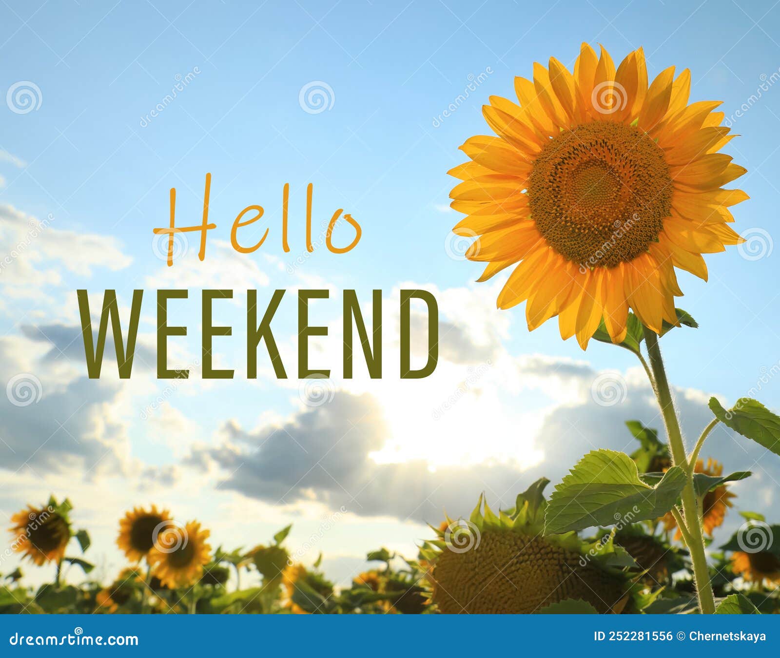 Hello Weekend. Beautiful Blooming Sunflower in Field Stock Photo ...