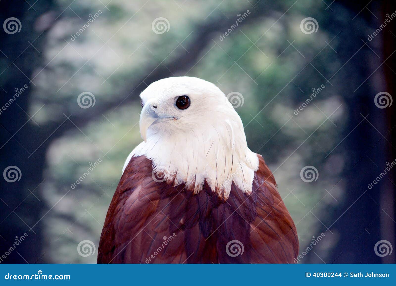 White eagle stock photo. Image of eagle, asia, filipino - 40309244