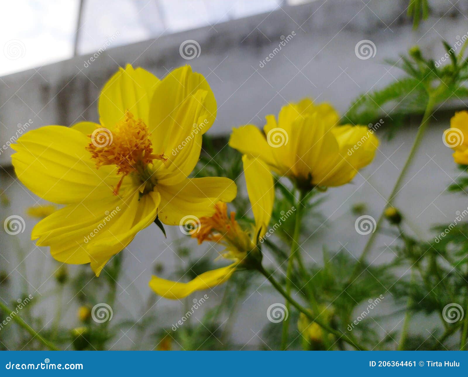 Hellow Yellow Bloomed Flower by TirtaHulu Stock Image - Image of yellow ...